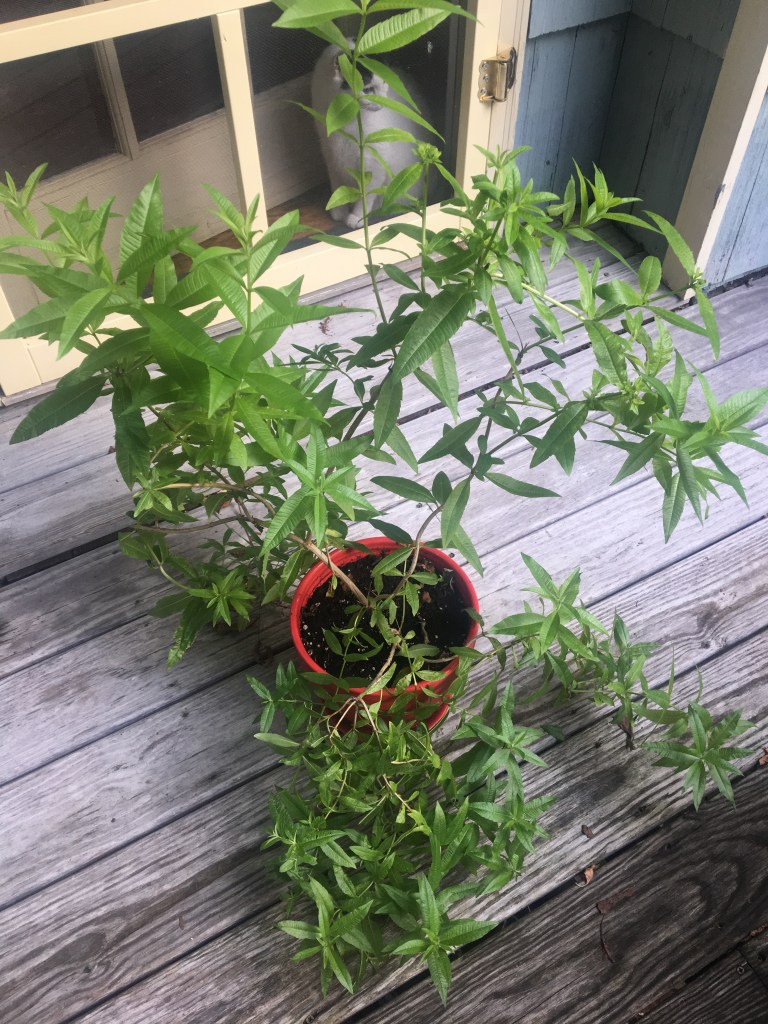 Lemon Verbena Cake with Olive oil | Erica De Mane