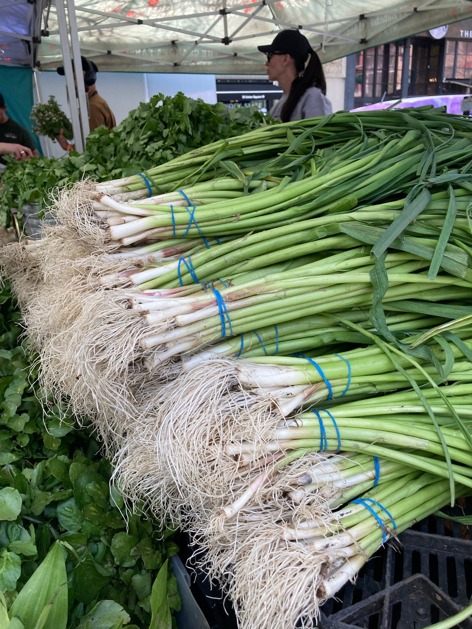 Erica De Mane | New York Italian