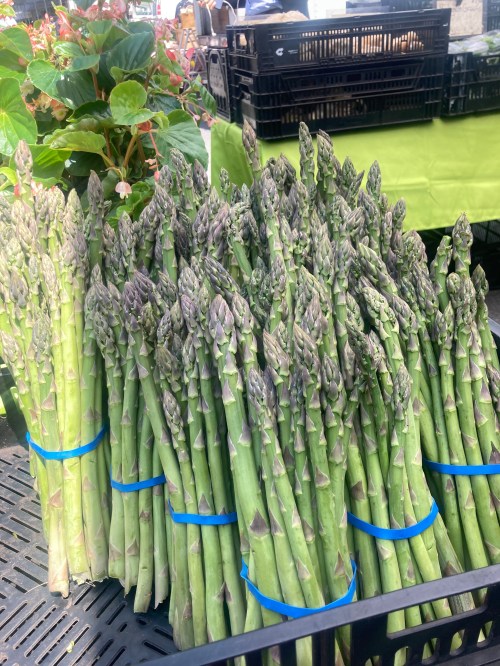 Erica De Mane | New York Italian