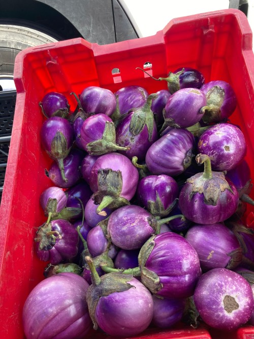 Erica De Mane | New York Italian